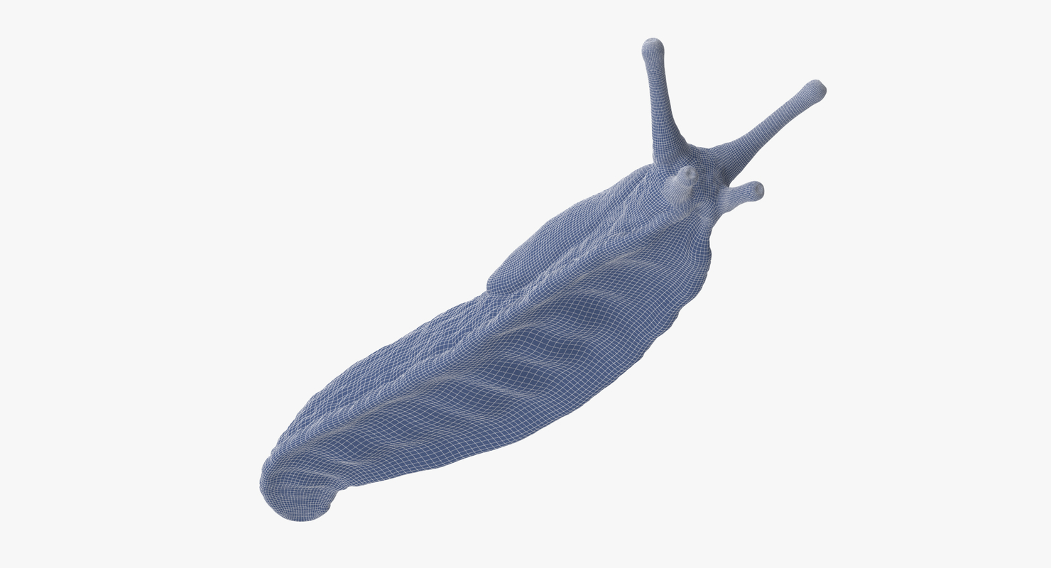 slug 01 3d model