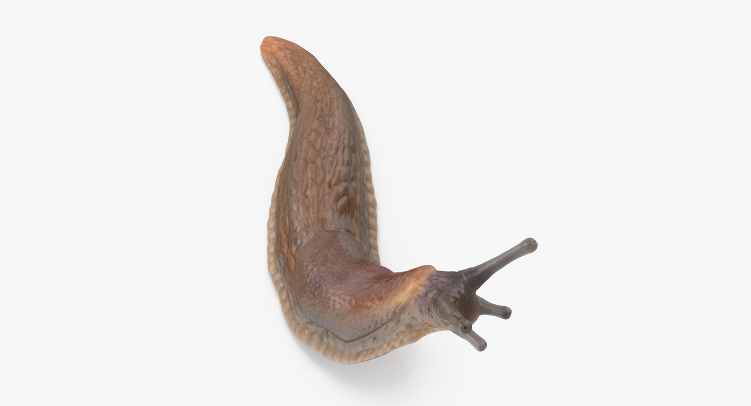 slug 03 3d model