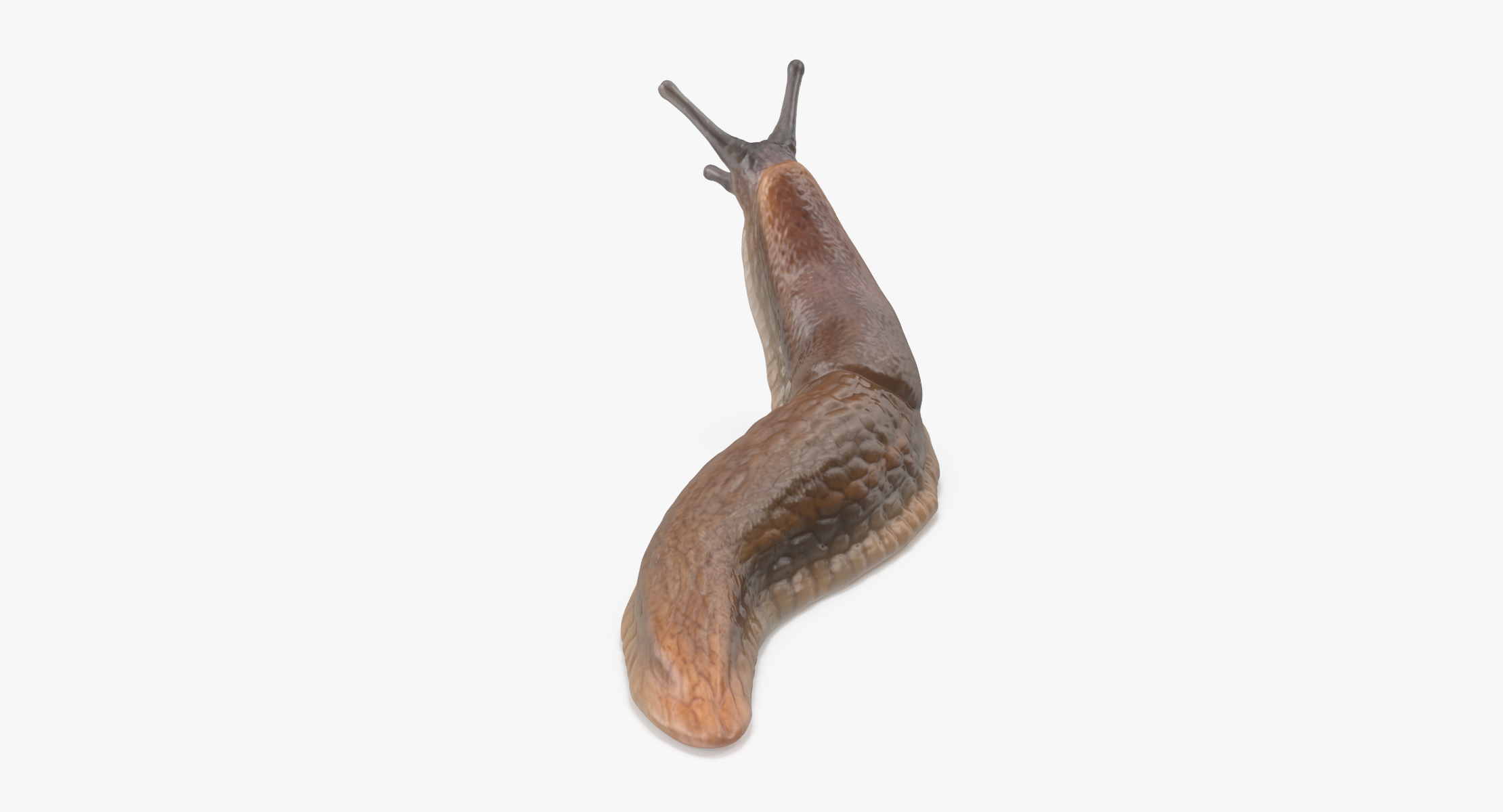 slug 03 3d model