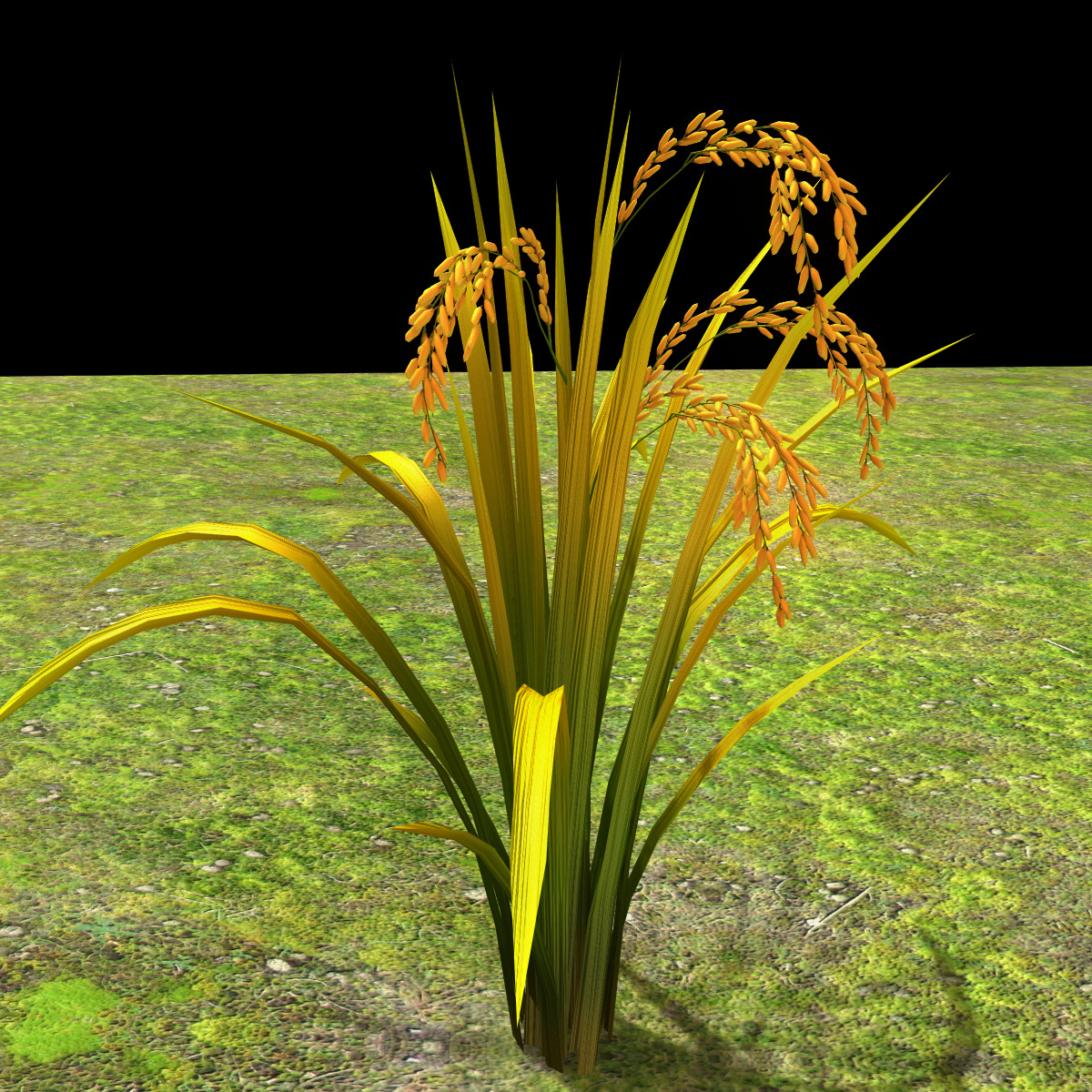 3d oryza sativa