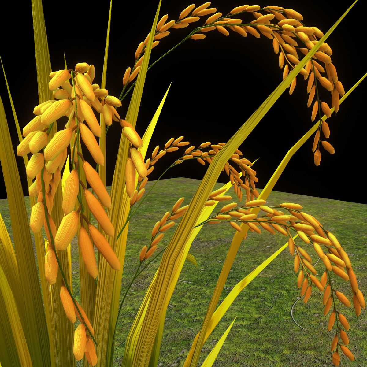 3d oryza sativa
