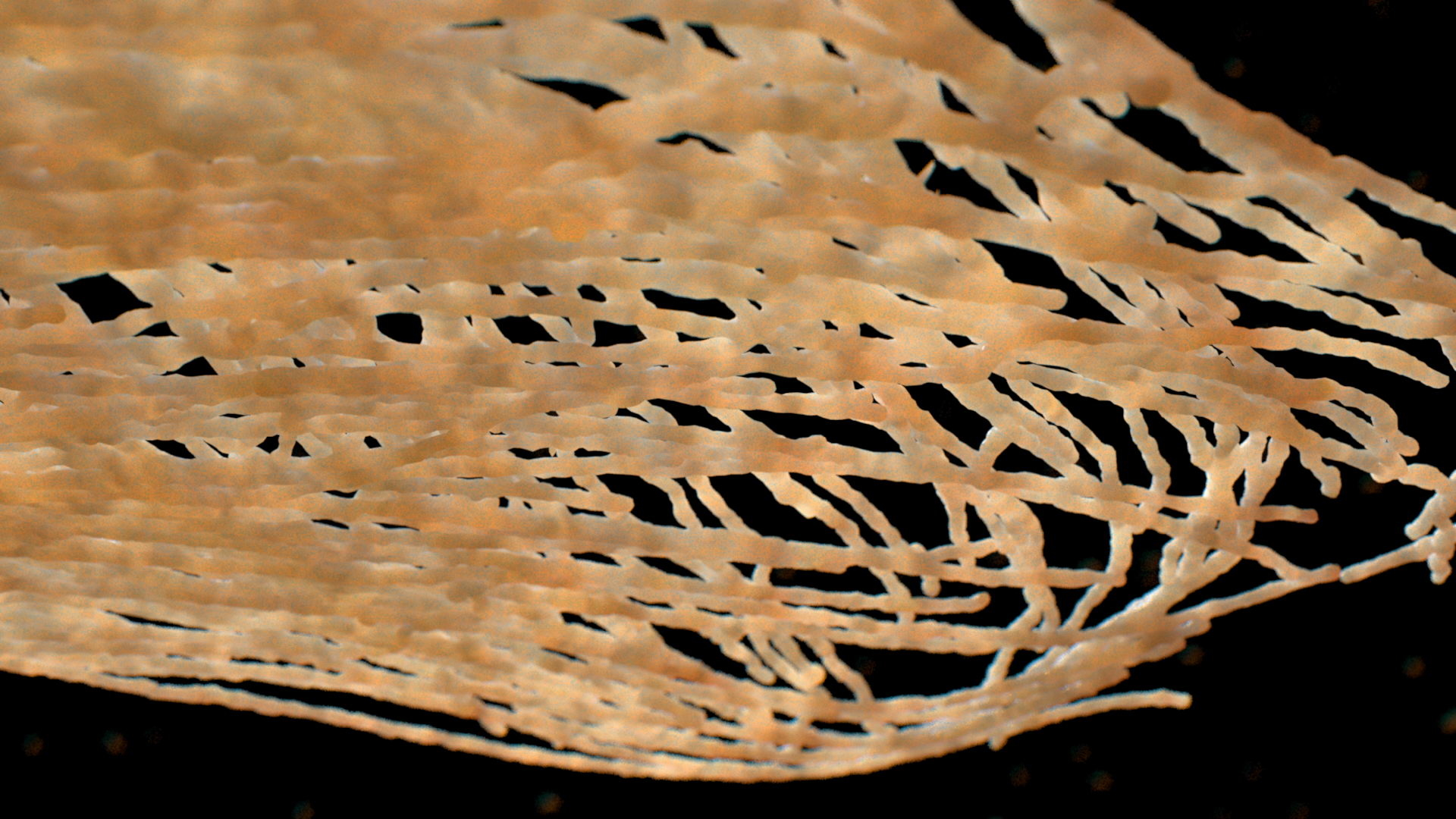 3d c4d organic fibrous tissue structure