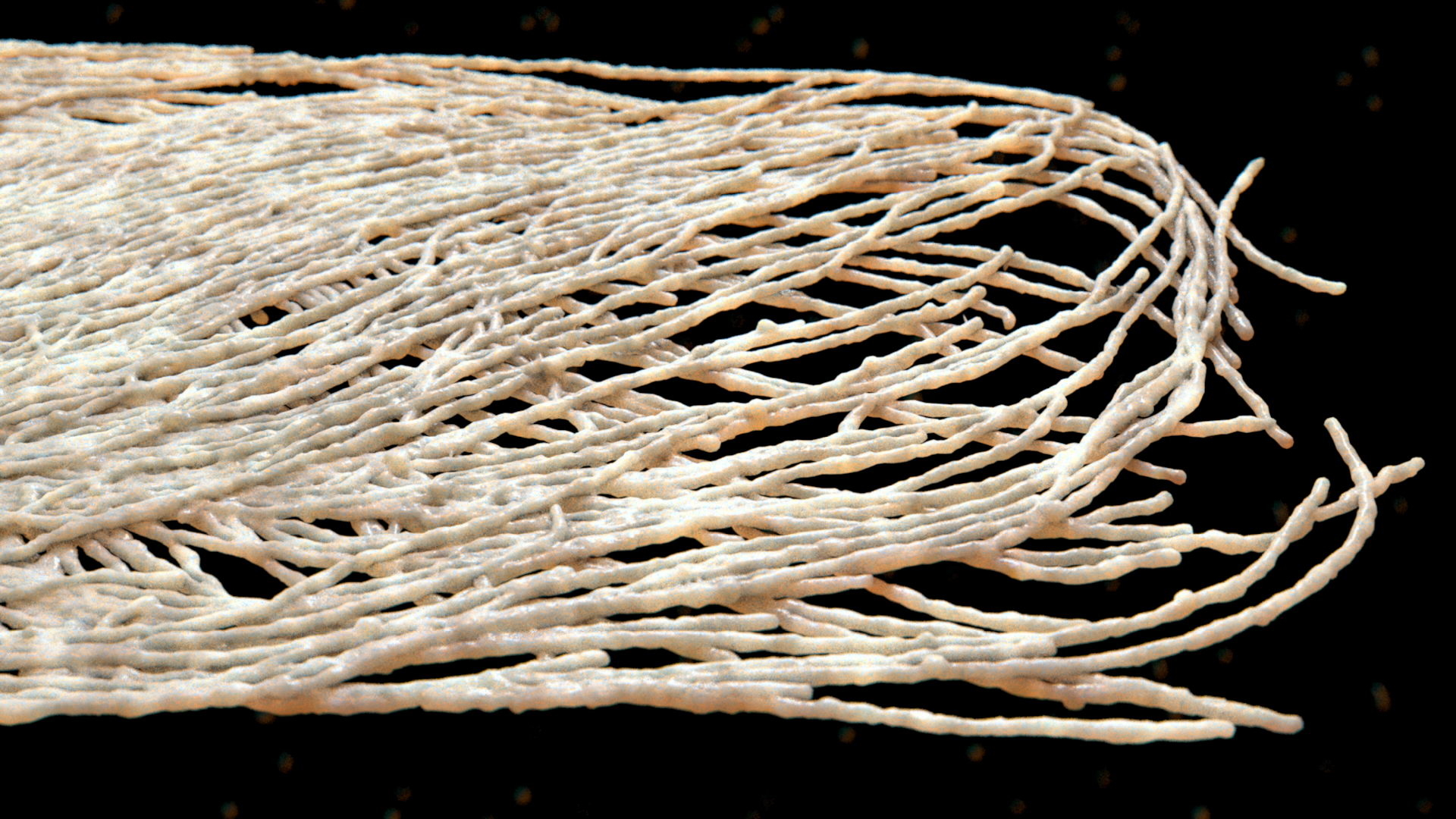 3d c4d organic fibrous tissue structure