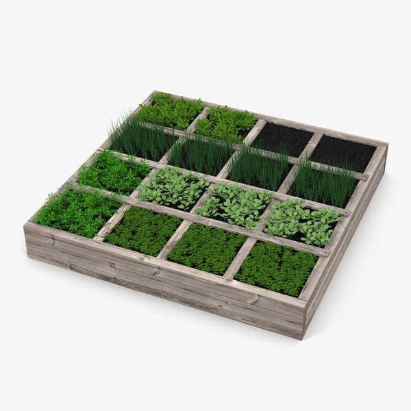 xfrogplants lettuce plant 3d model