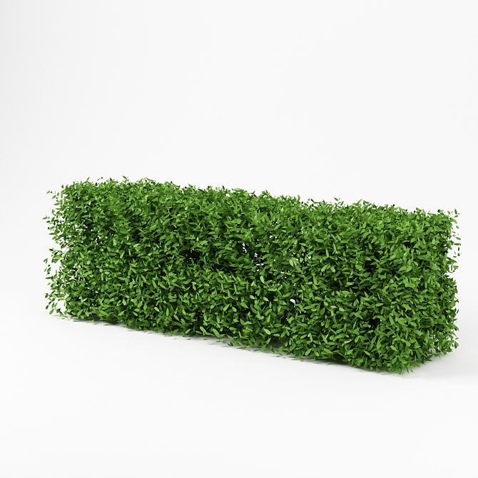 maya bush plant hedge