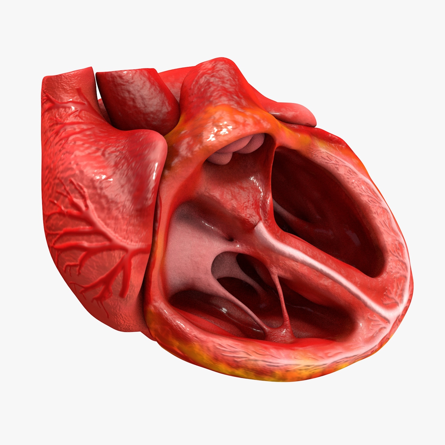 3ds human heart medically accurate