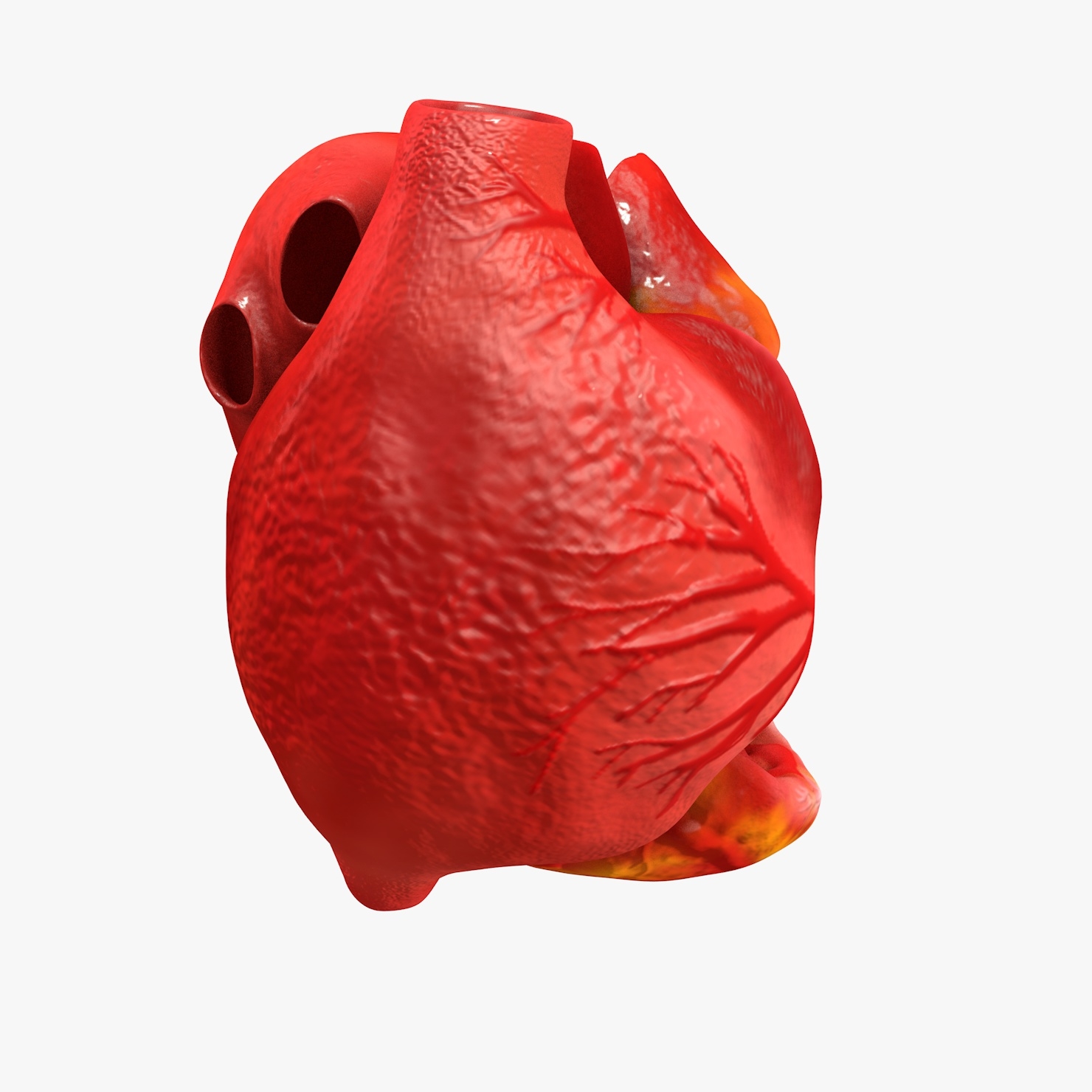 3ds human heart medically accurate