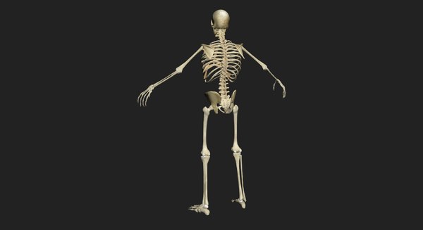 african american skeleton bone 3d model