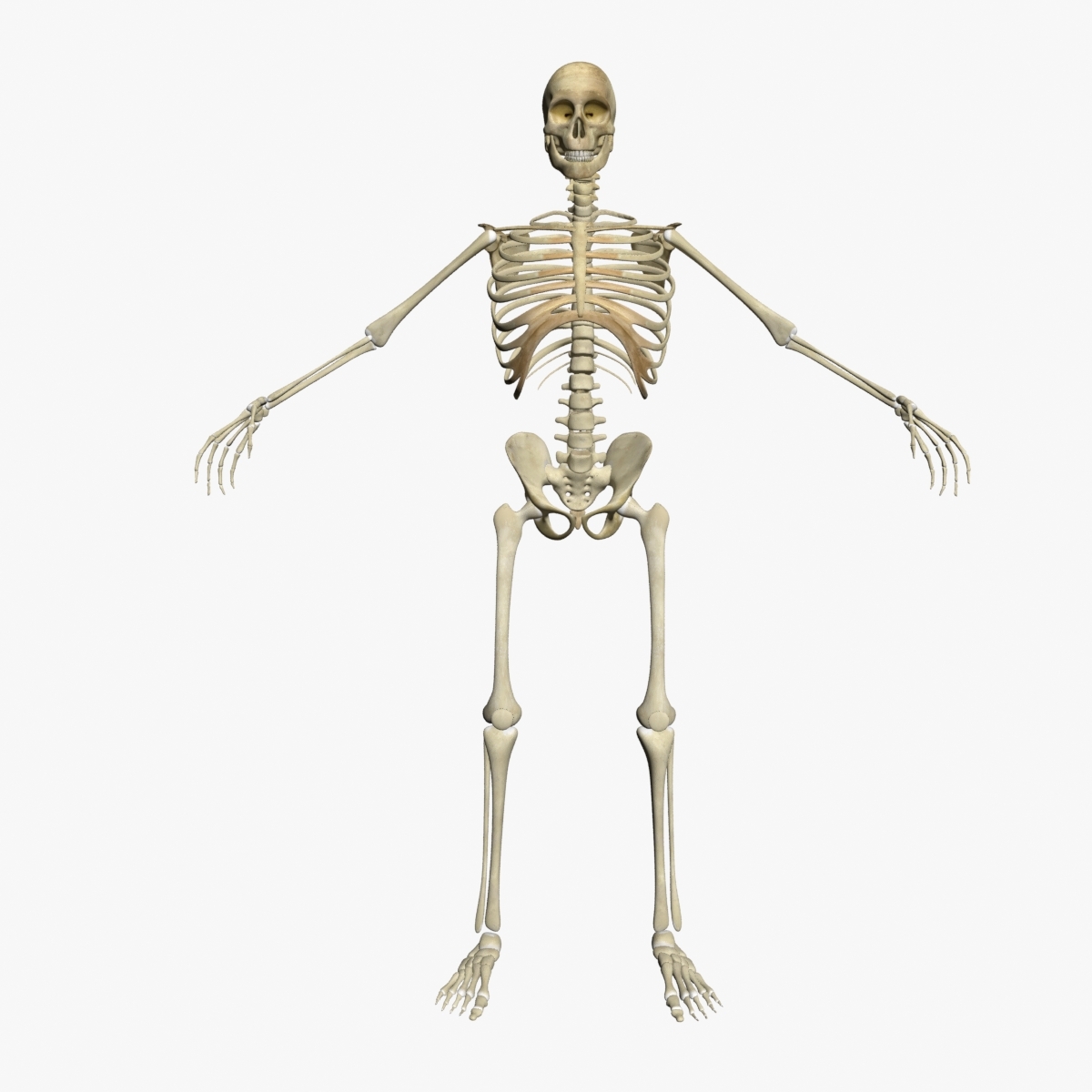 african american skeleton bone 3d model