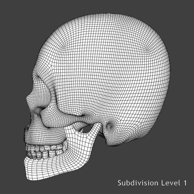 3d human skull model