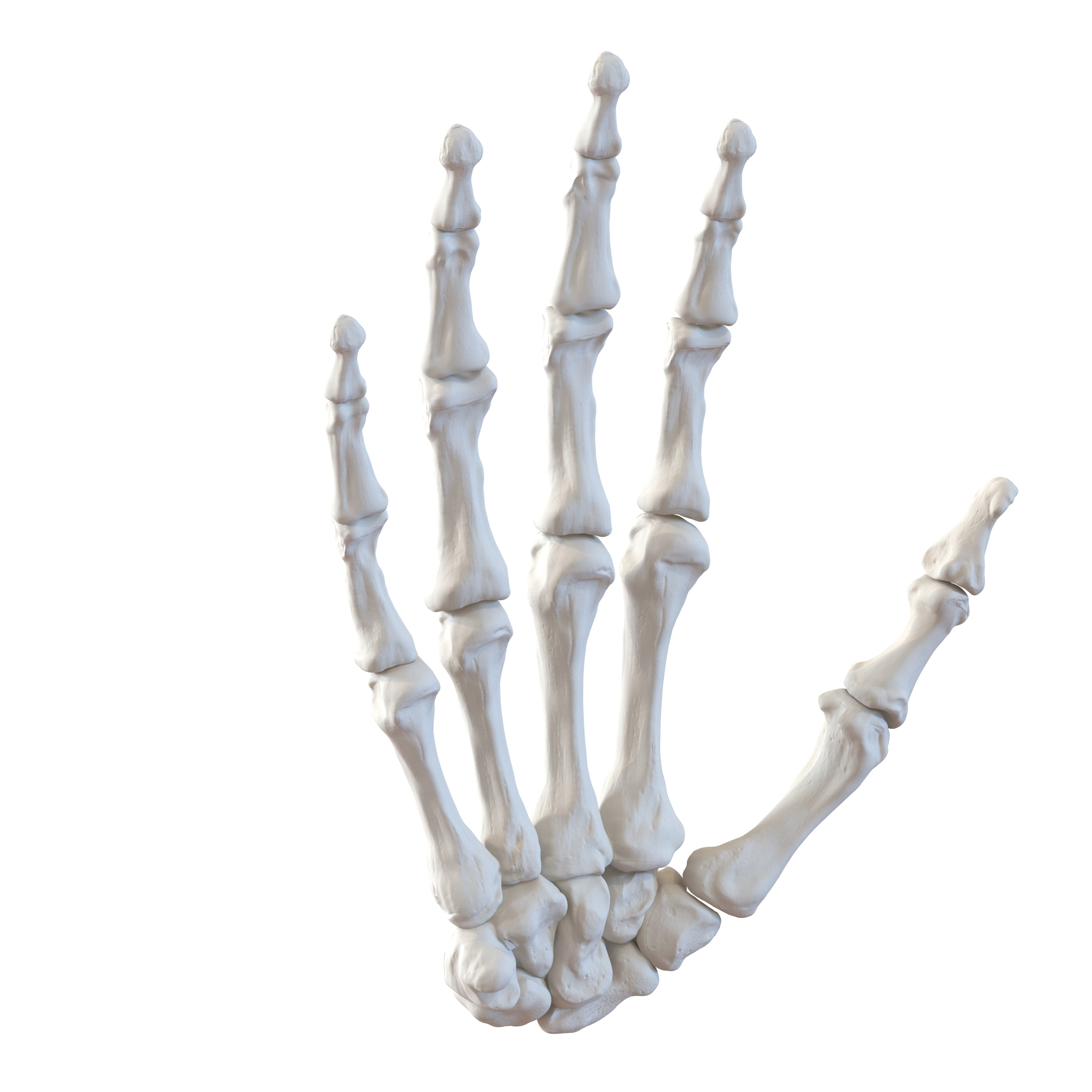 3d Model Human Hand Bones 3d Model Human Hand Bones