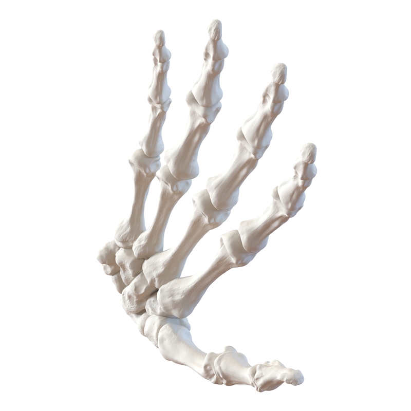 3d model human hand bones