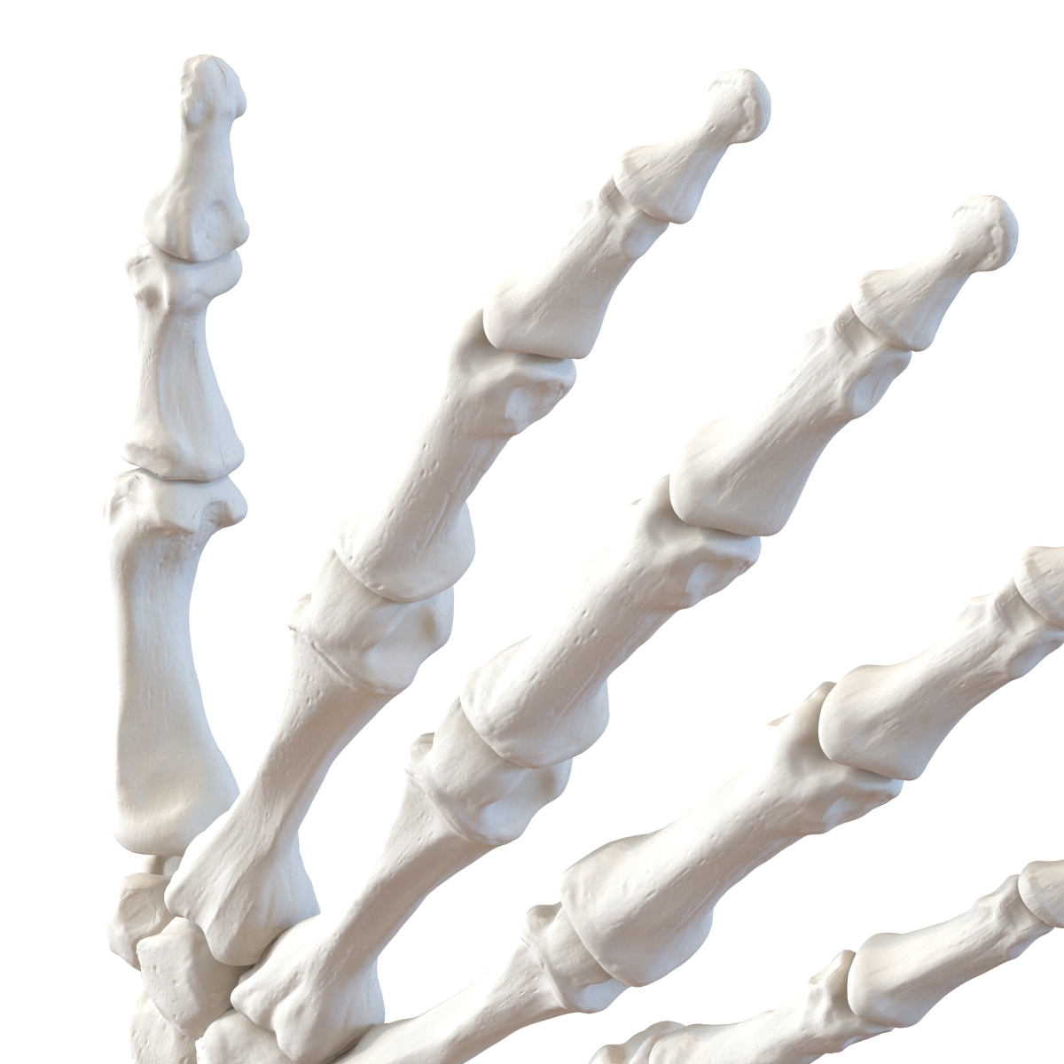 3d model human hand bones