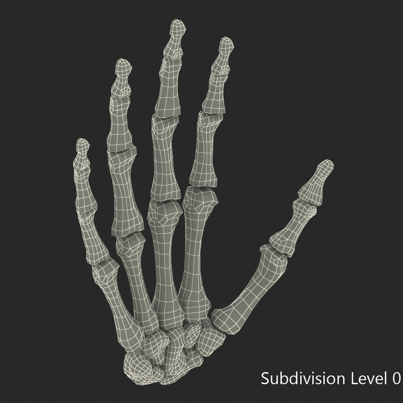 3d model human hand bones