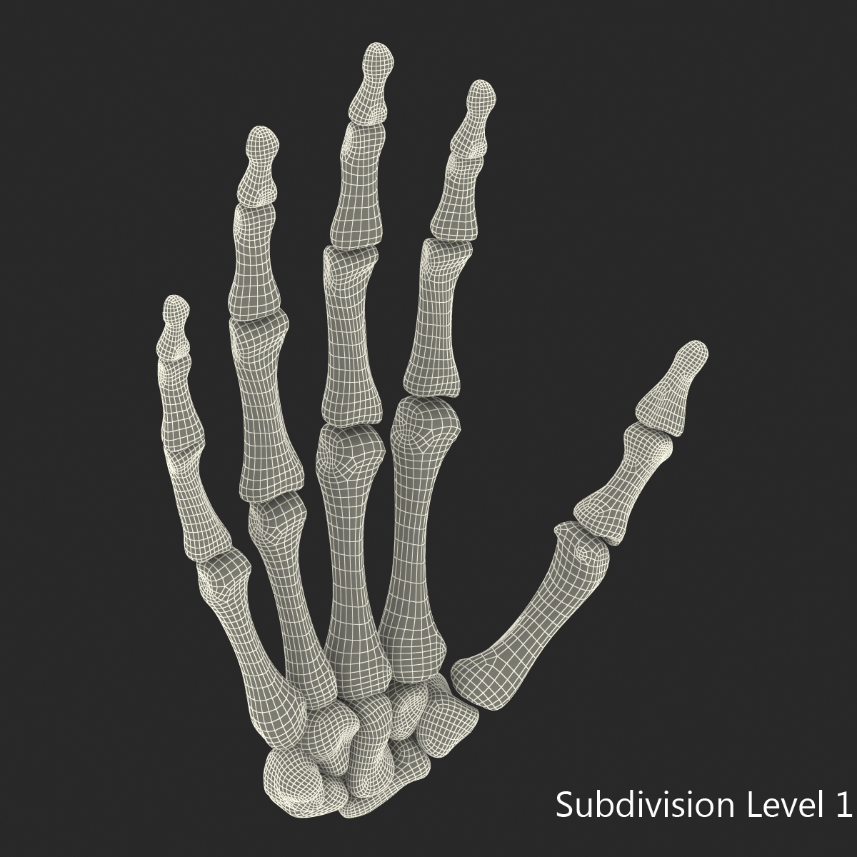 3d model human hand bones