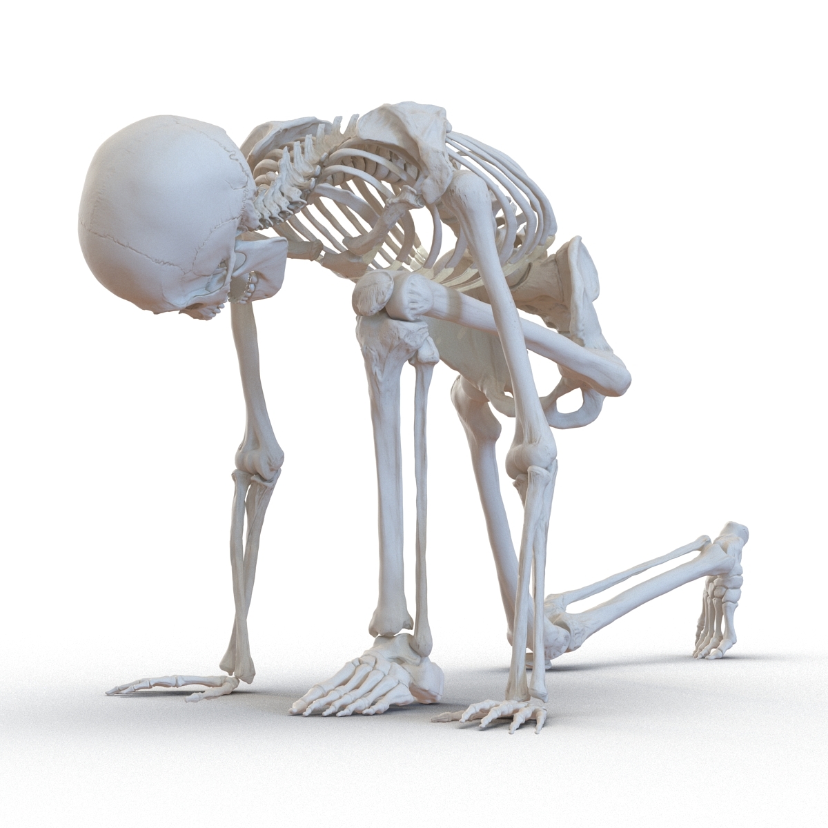 human male skeleton rigged 3d model
