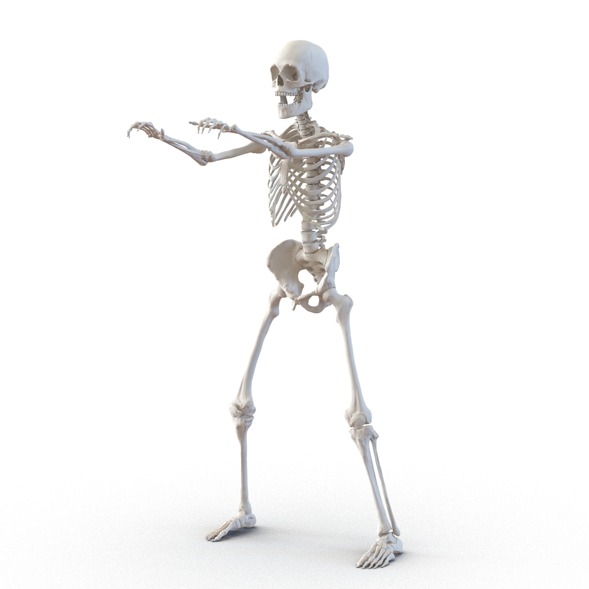 human male skeleton rigged 3d model