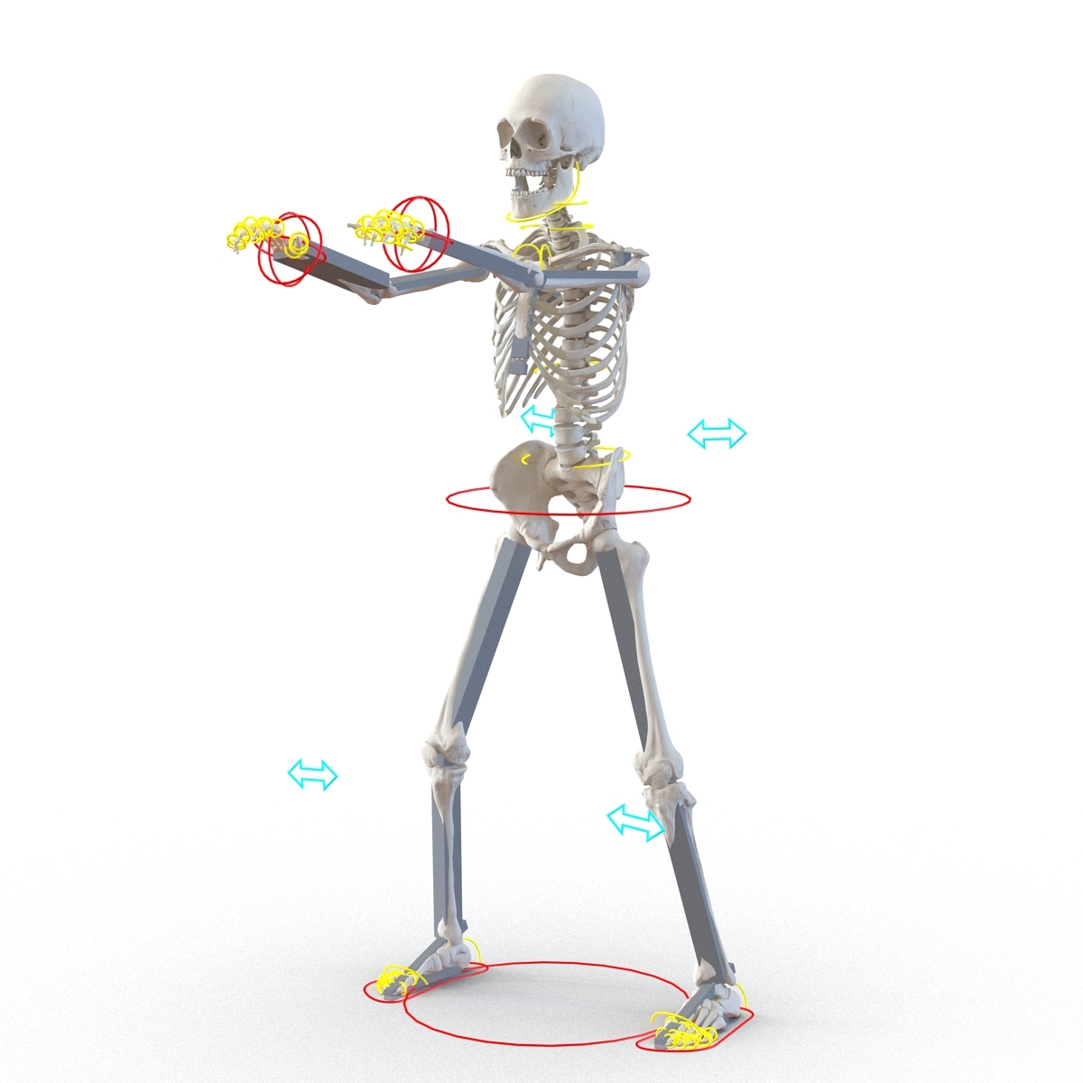 human male skeleton rigged 3d model