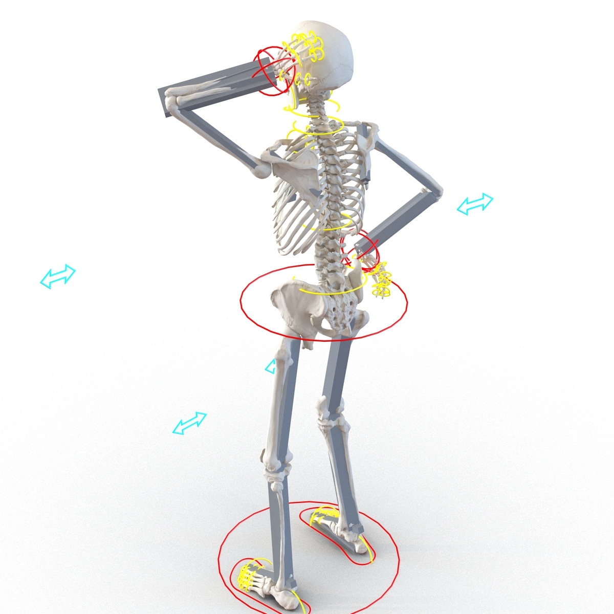 human male skeleton rigged 3d model