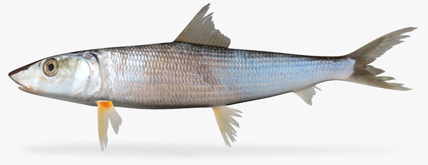 modelo 3d Cortez Bonefish - TurboSquid 1022360