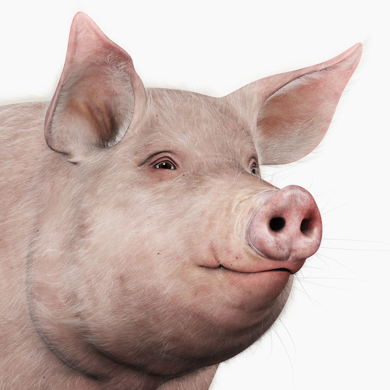 modelo 3d Cerdo hembra adulta (con pelaje) - TurboSquid 1022430