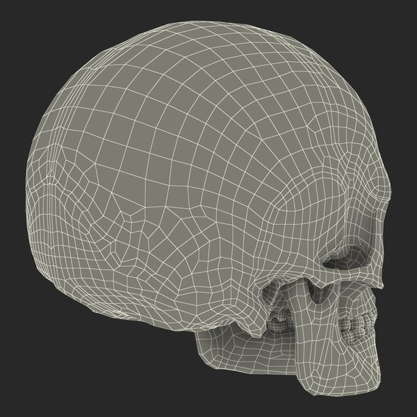 3d female human skull