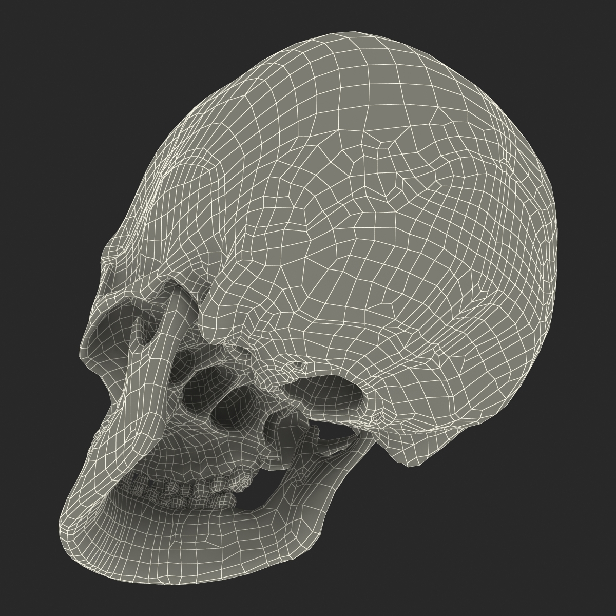 3d female human skull