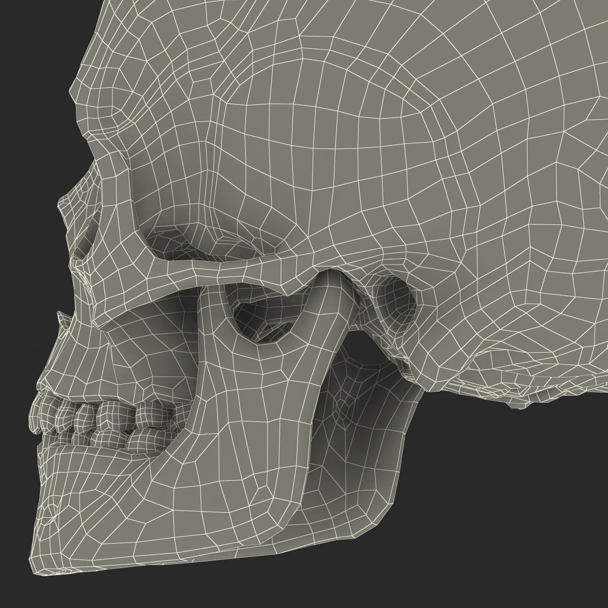3d female human skull