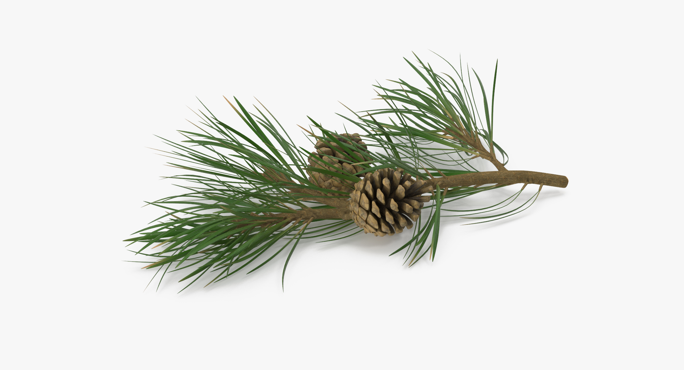 pine tree sprig 3d model