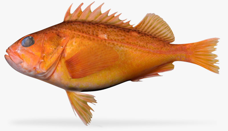greenspotted rockfish 3d fbx