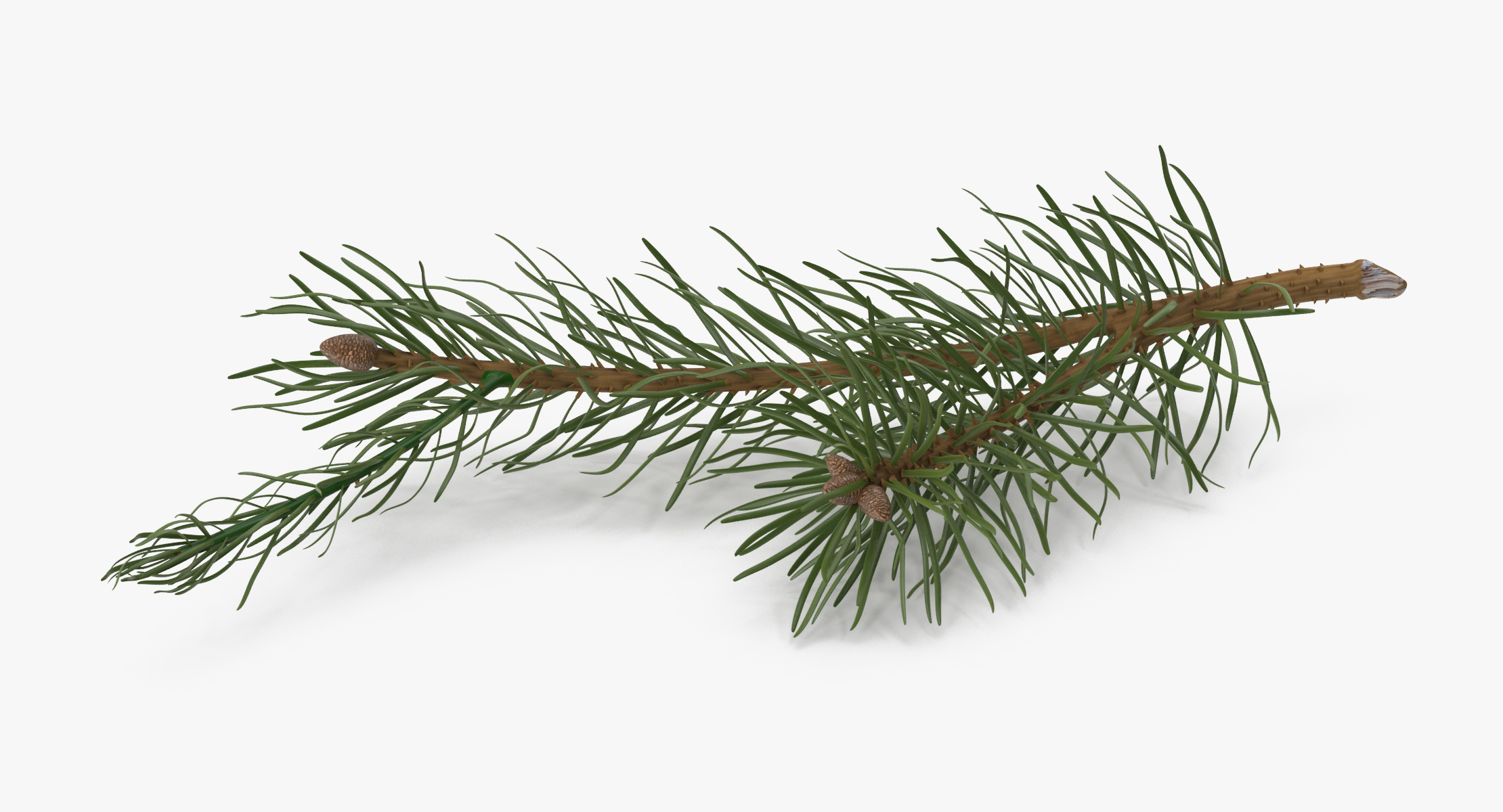 pine tree sprig 3d model