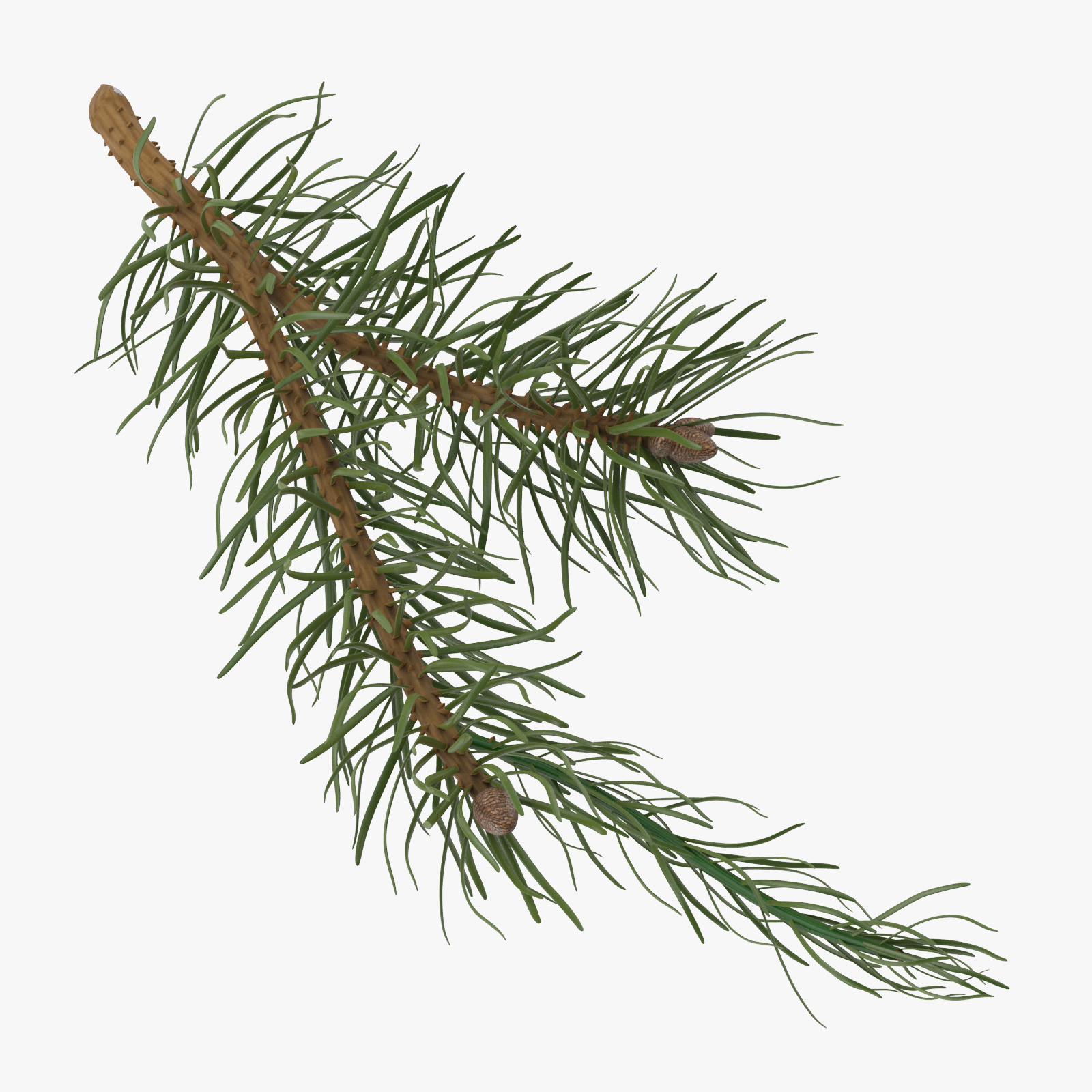 pine tree sprig 3d model