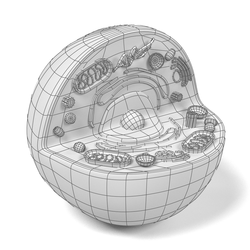 human cell 3d model