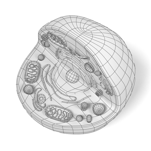human cell 3d model