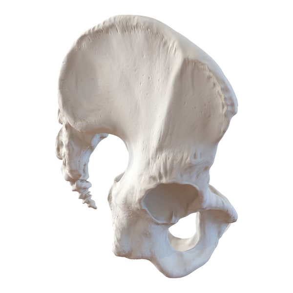 3d model of male pelvis skeleton