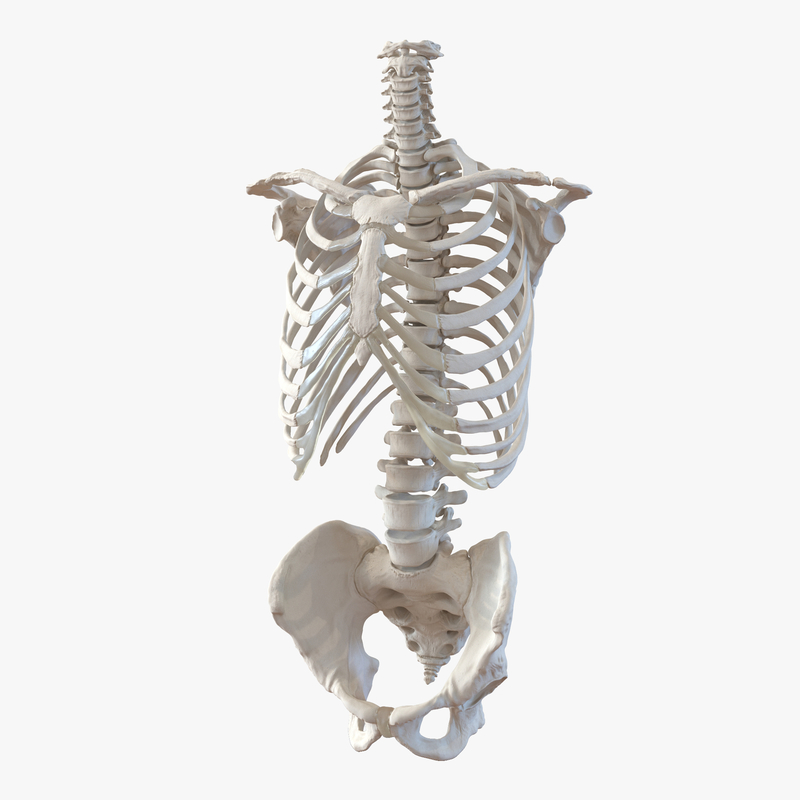 3d model male torso skeleton