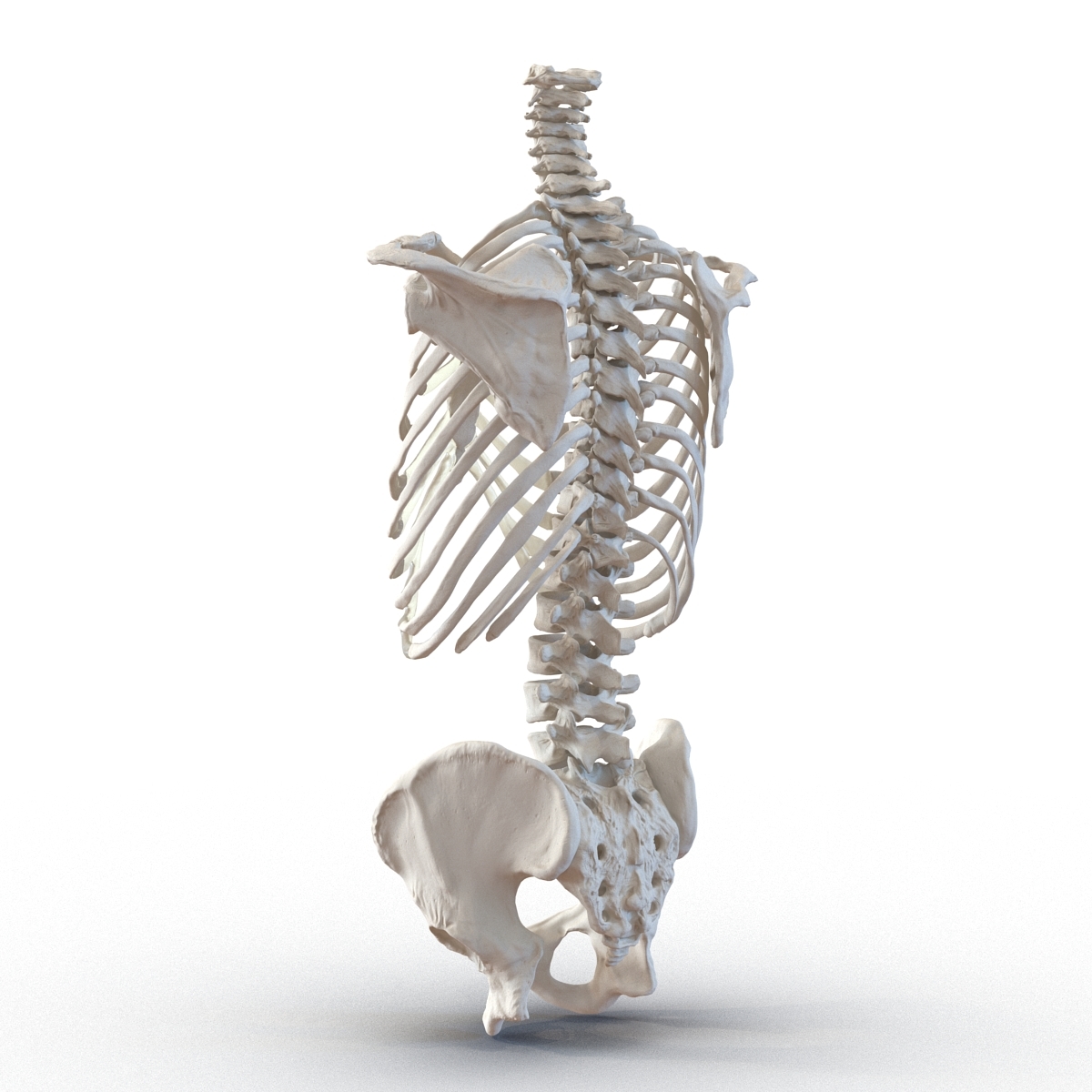 3d model male torso skeleton