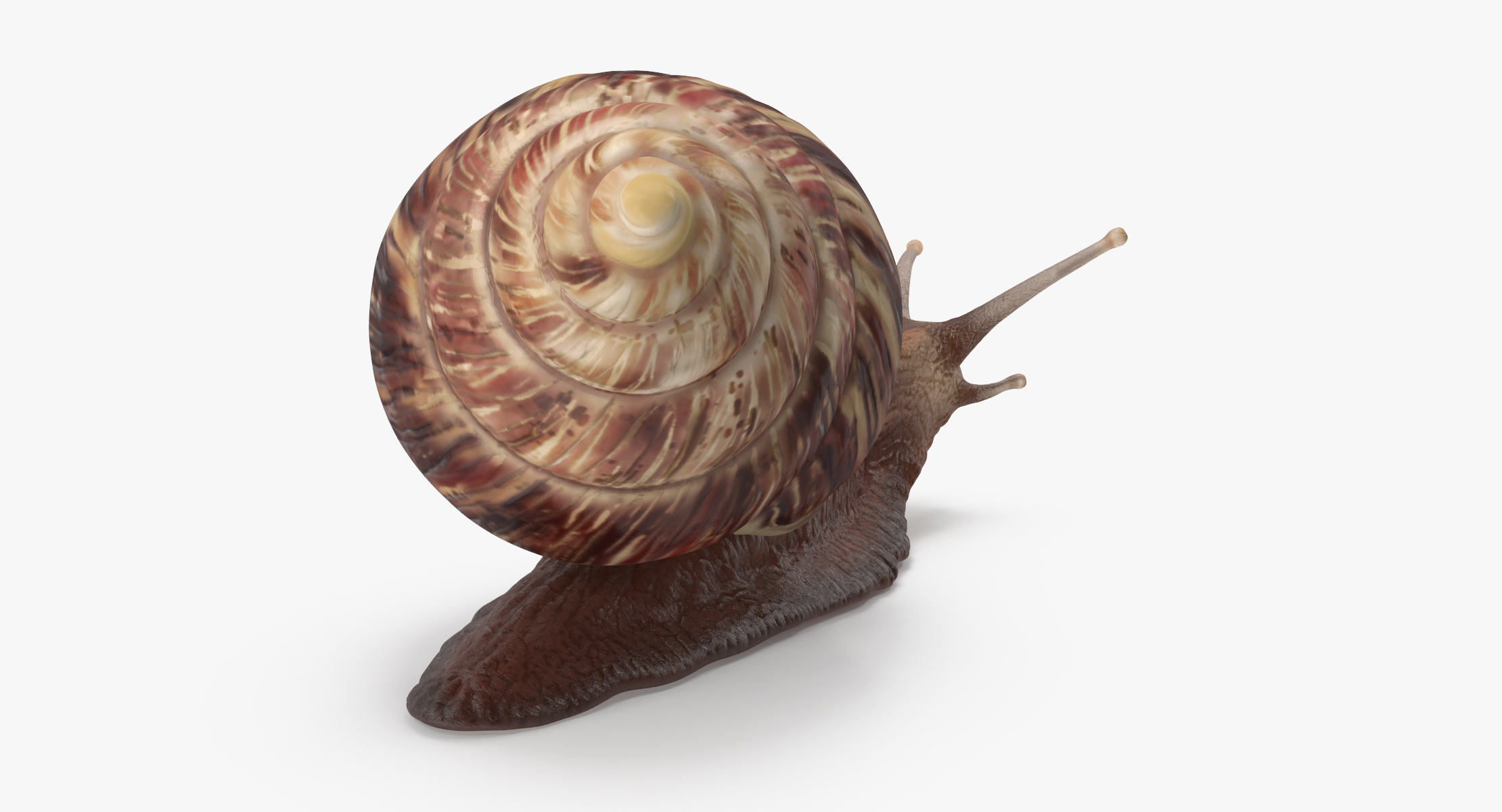3d snail 02