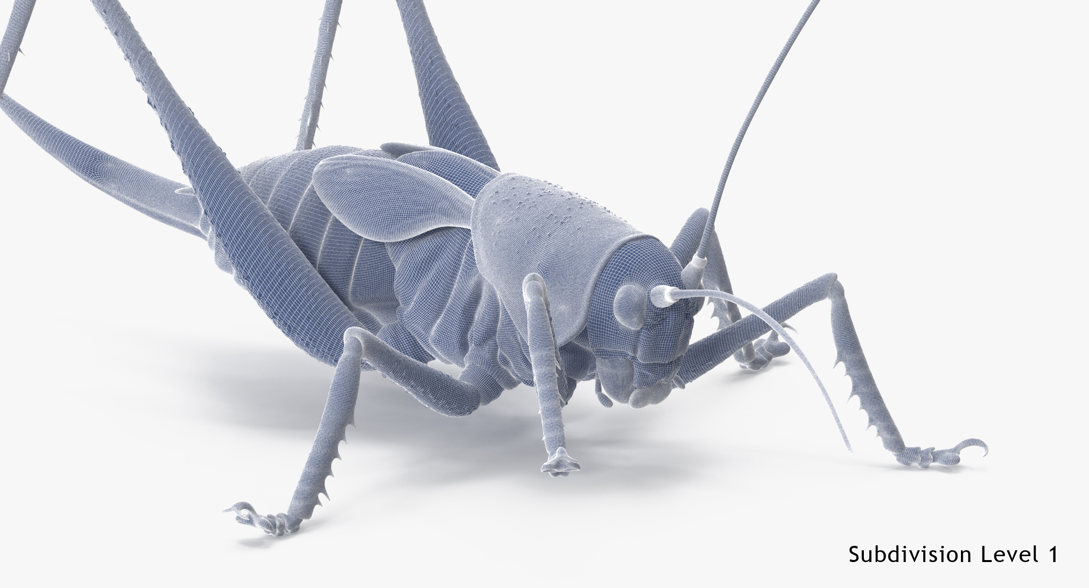 3d standing grasshopper model