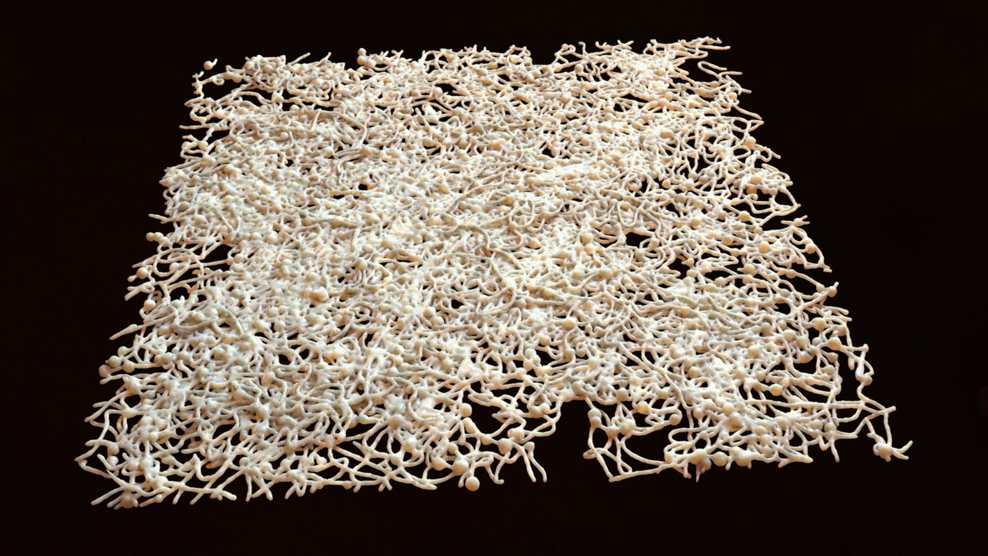 3d model of organic fibrous tissue