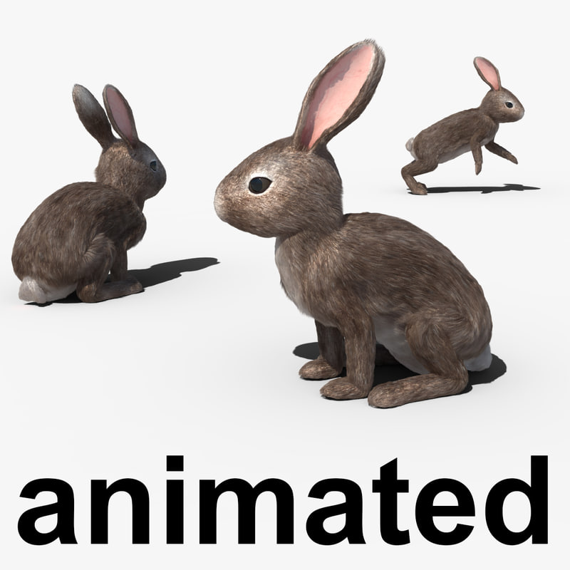 rabbit bunny animation 3d max
