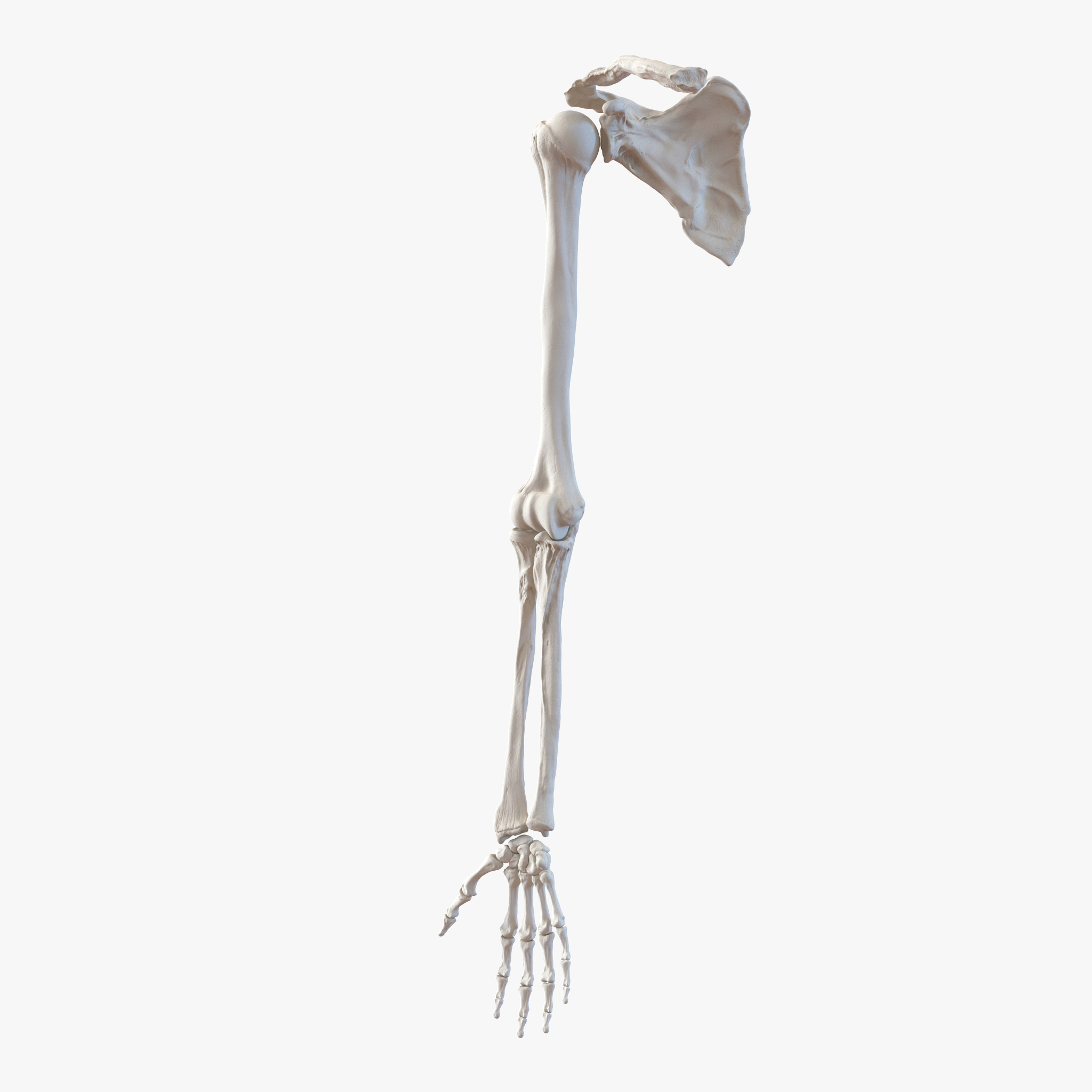 human arm bones 3d model