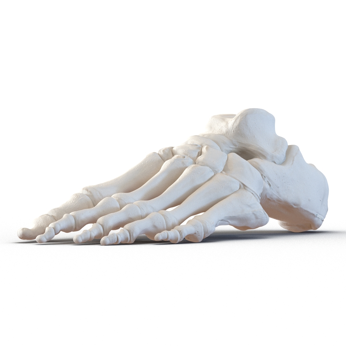 human foot bones 3d model