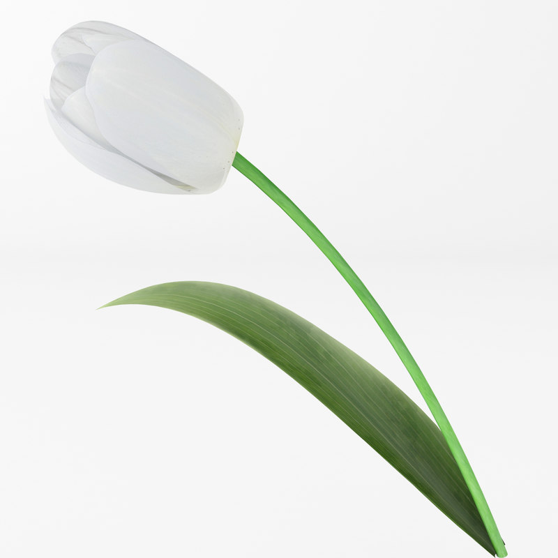 3d model of white tulip