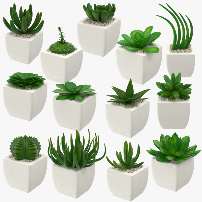 23 succulents 3d model