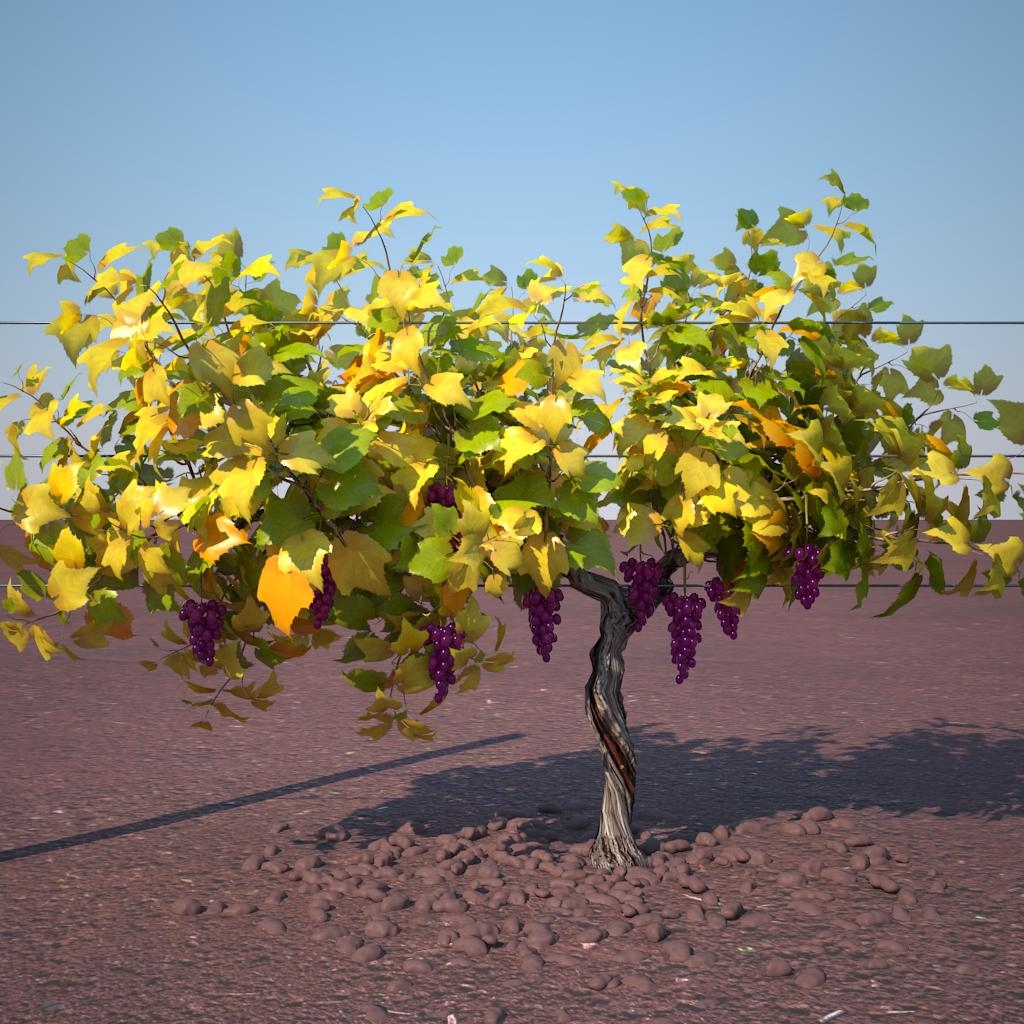 vineyard pack 3d max