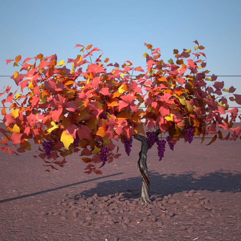 vineyard pack 3d max