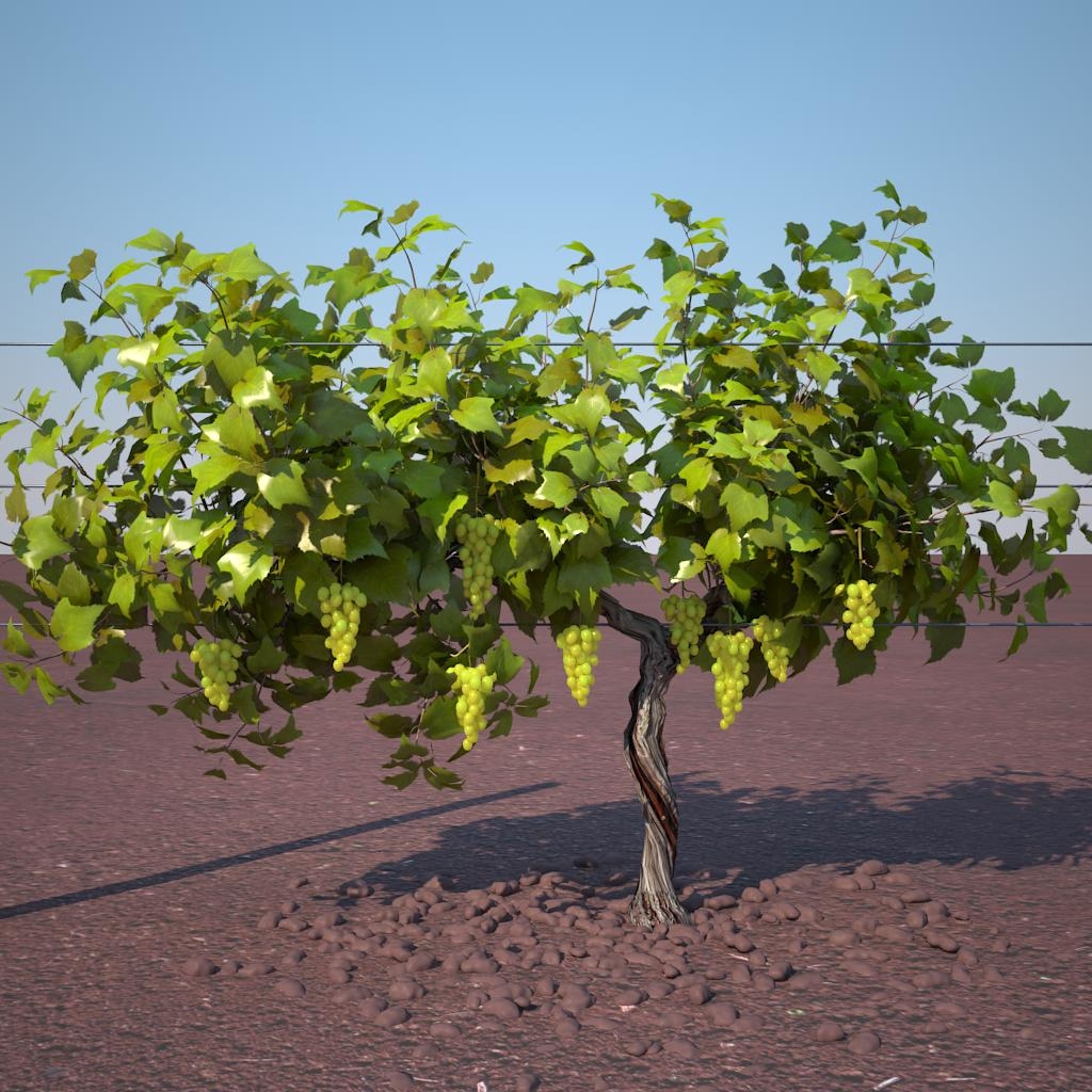 vineyard pack 3d max