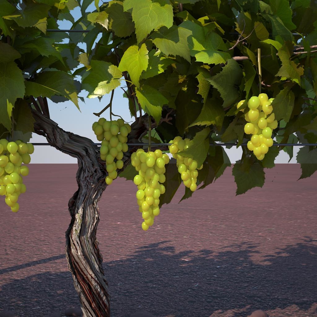 vineyard pack 3d max