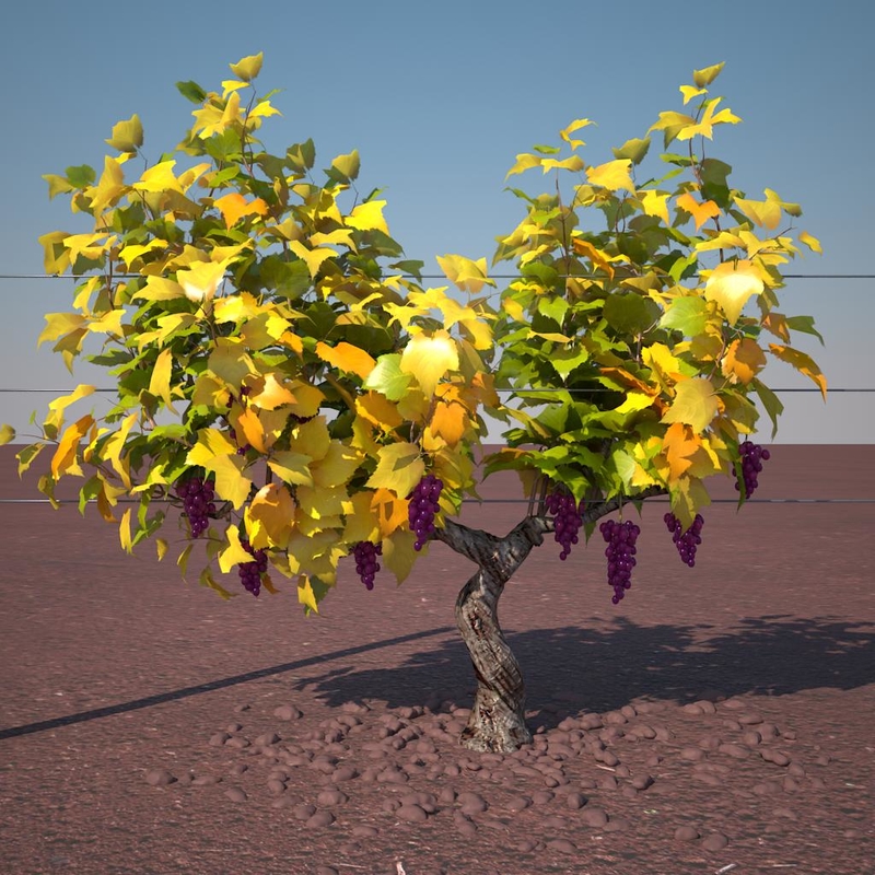 vineyard pack 3d max
